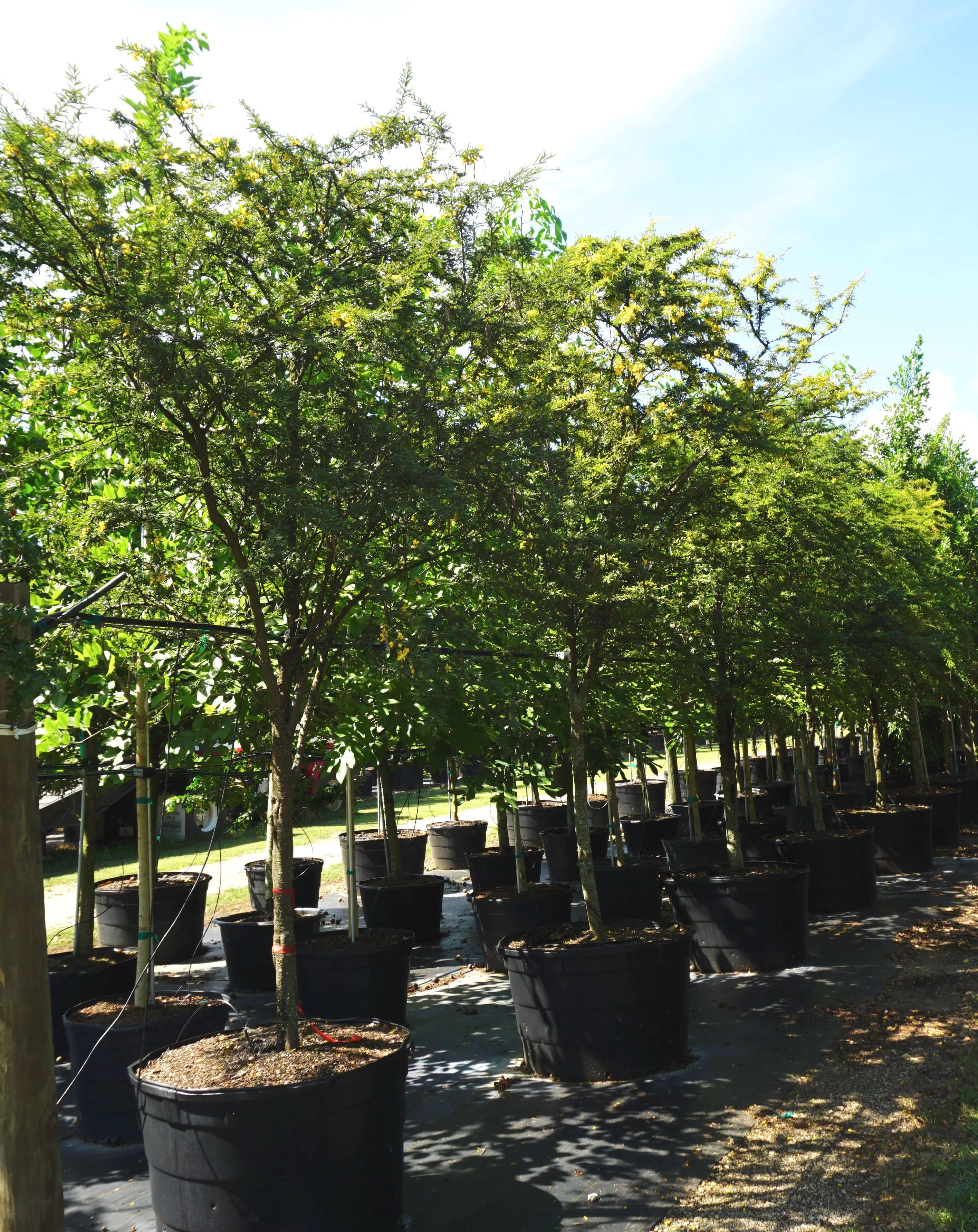 Senna polyphylla (Desert cassia) | Treeworld Wholesale