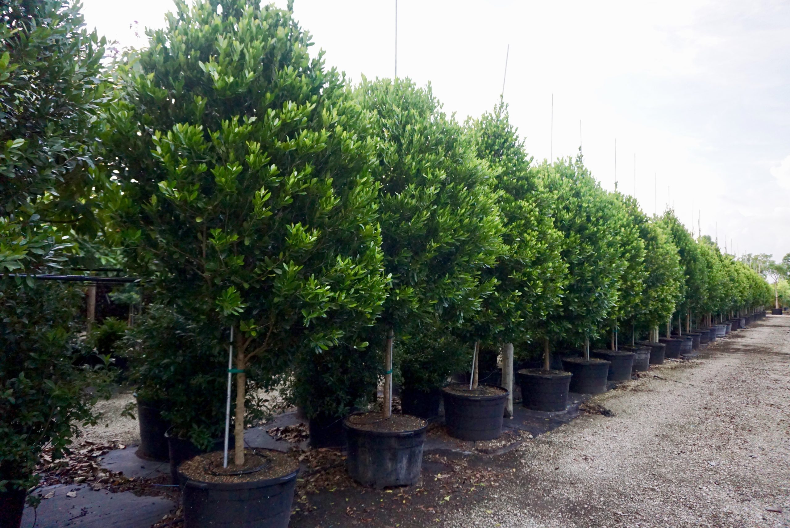 Gymnanthes Lucida Carbwood Tree For Sale | Treeworld Wholesale