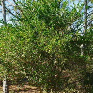 Randia Aculeata Tree For Sale: Indigo Berry To Buy | Treeworld Wholesale