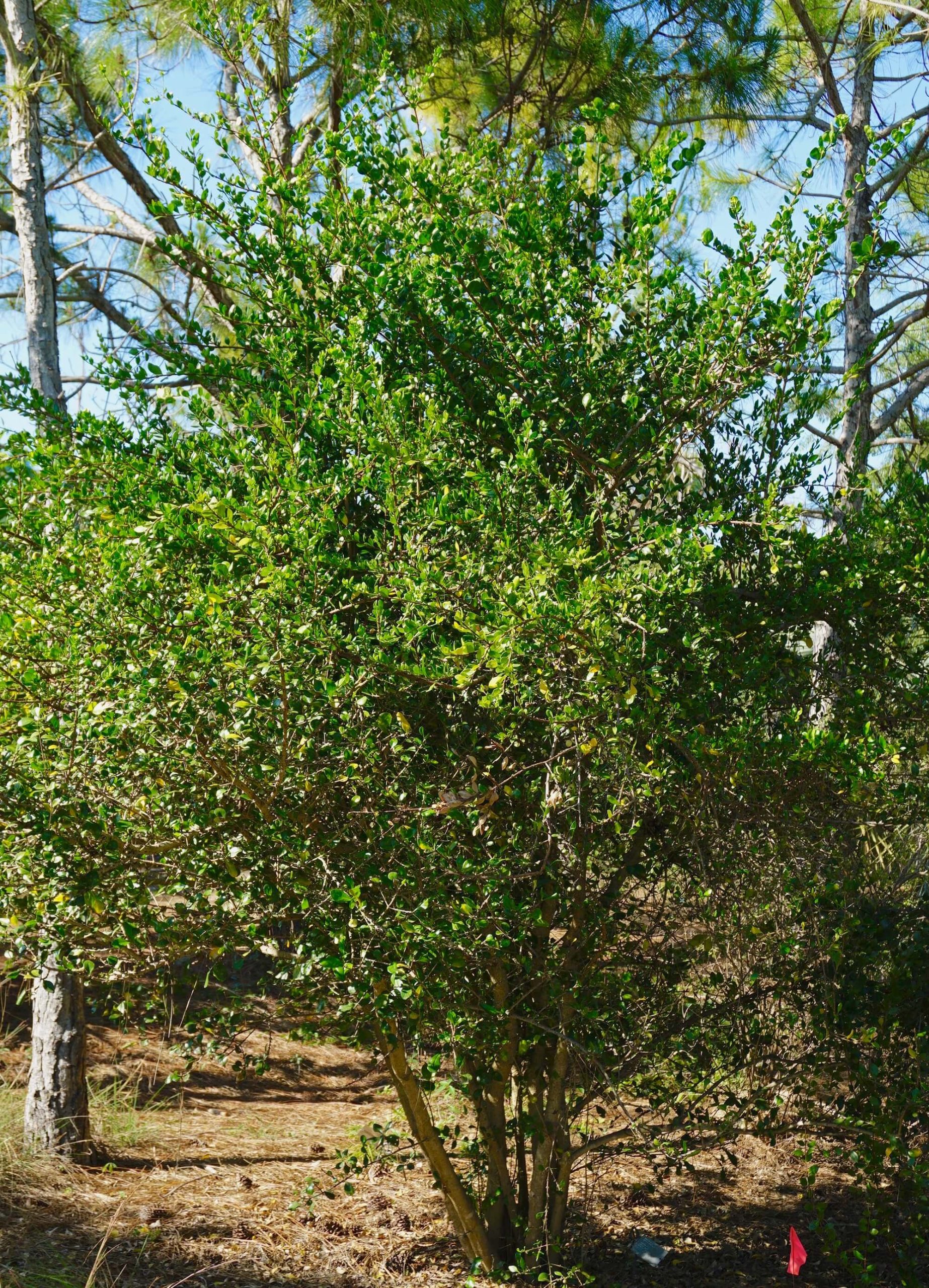 Randia Aculeata Tree For Sale: Indigo Berry To Buy | Treeworld Wholesale