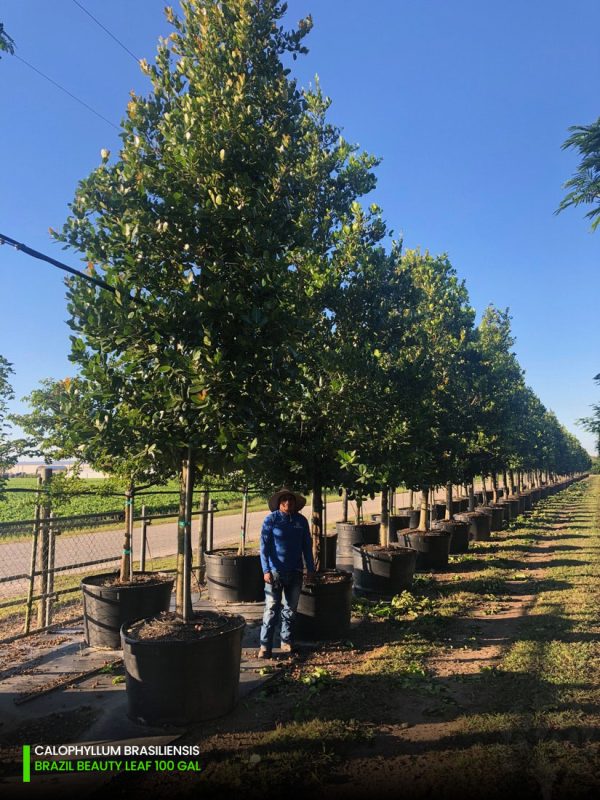Brazilian Beauty Leaf Tree - Calophyllum Brasiliensis for sale Florida ...
