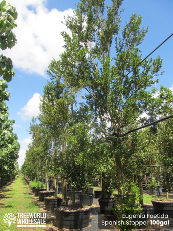 Spanish Stopper Tree - Eugenia Foetida for Sale Florida | TreeWorld ...
