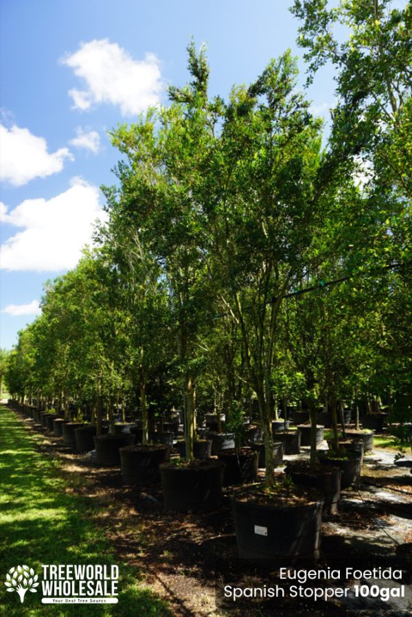 Spanish Stopper Tree - Eugenia Foetida for Sale Florida | TreeWorld ...