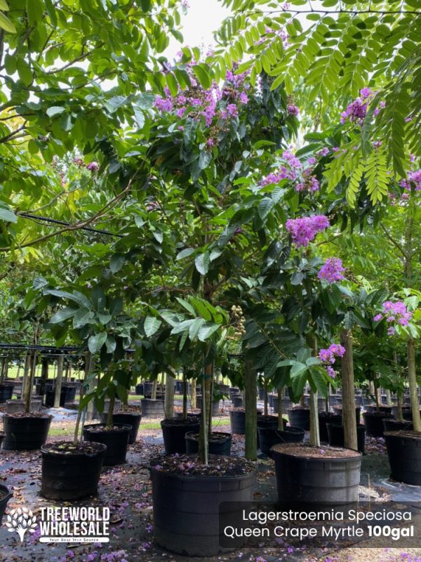 Queen Crape Myrtle Tree - Lagerstroemia Speciosa for Sale Florida ...