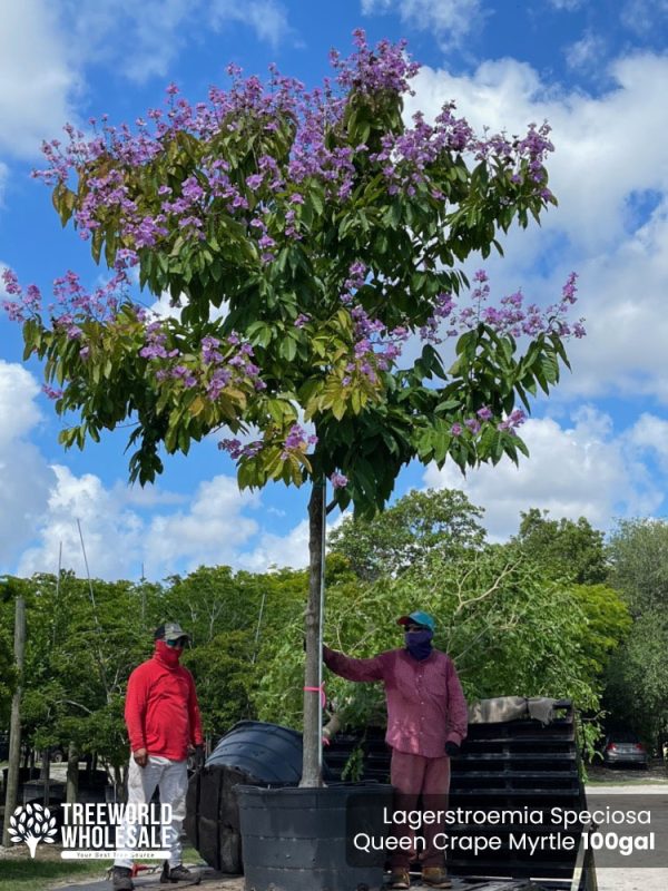 Queen Crape Myrtle Tree - Lagerstroemia Speciosa for Sale Florida ...