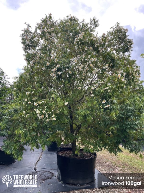 Mesua Ferrea Plant For Sale: Ironwood Tree To Buy | Treeworld Wholesale