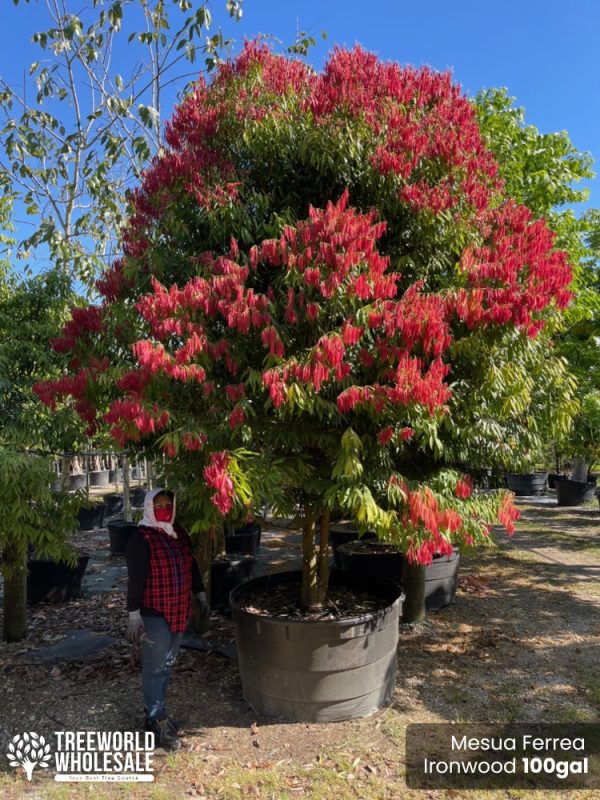 Mesua Ferrea Plant For Sale: Ironwood Tree To Buy | Treeworld Wholesale
