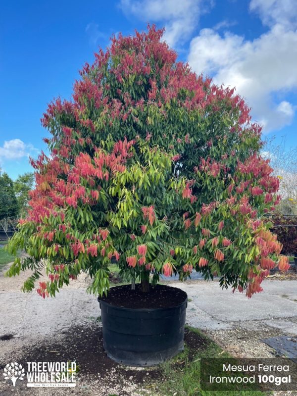 Mesua Ferrea Plant For Sale: Ironwood Tree To Buy | Treeworld Wholesale