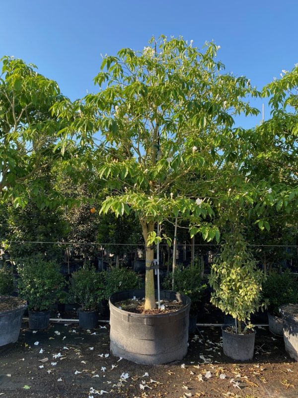 Stemmadenia litoralis Tree For Sal In Florida | Treeworld Wholesale