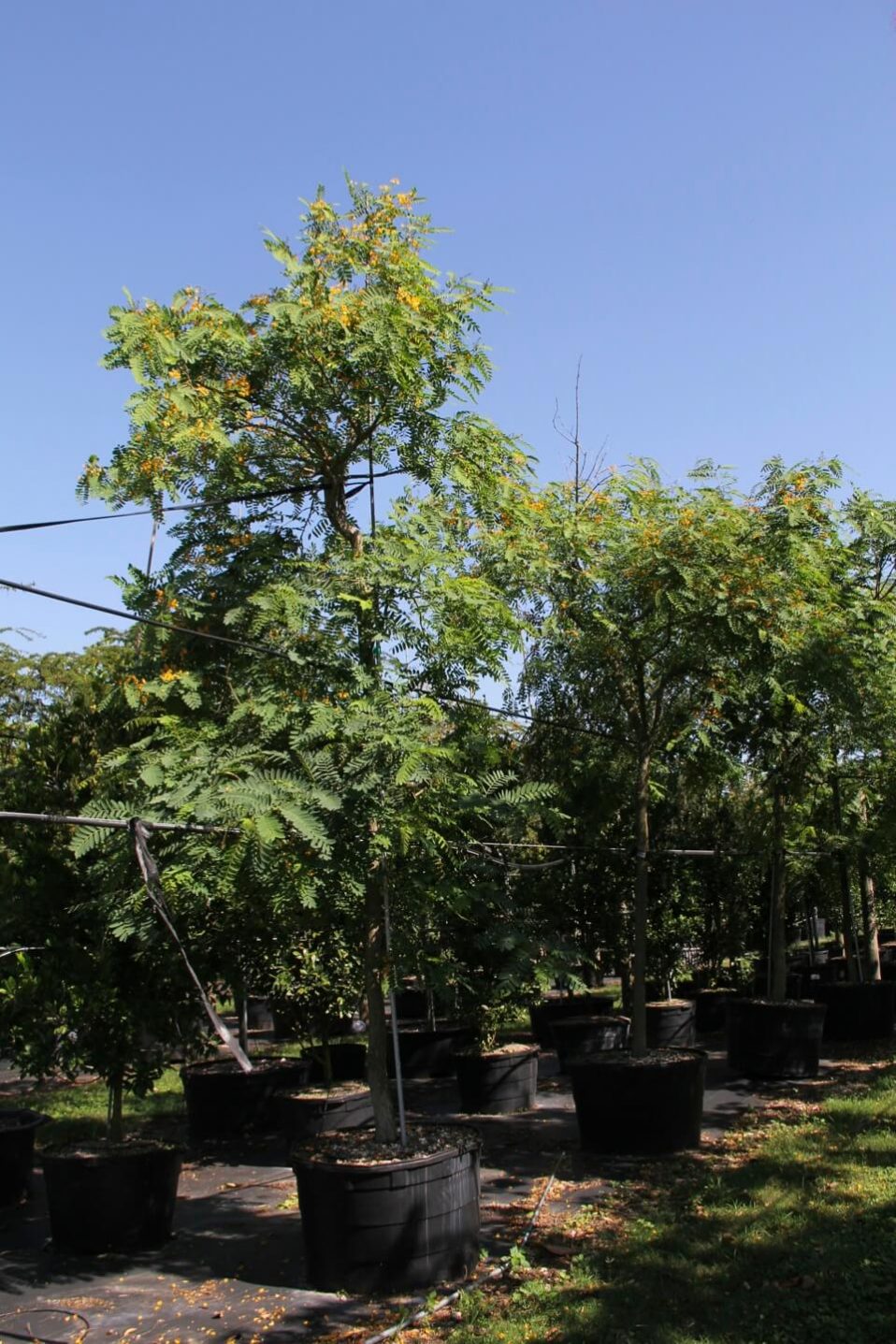 Types of Trees: 4 Most Important | Treeworld Wholesale