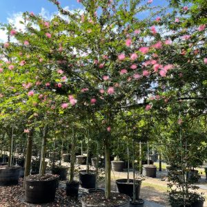 Verawood Tree – Bulnesia Arborea for Sale Florida | TreeWorld Wholesale