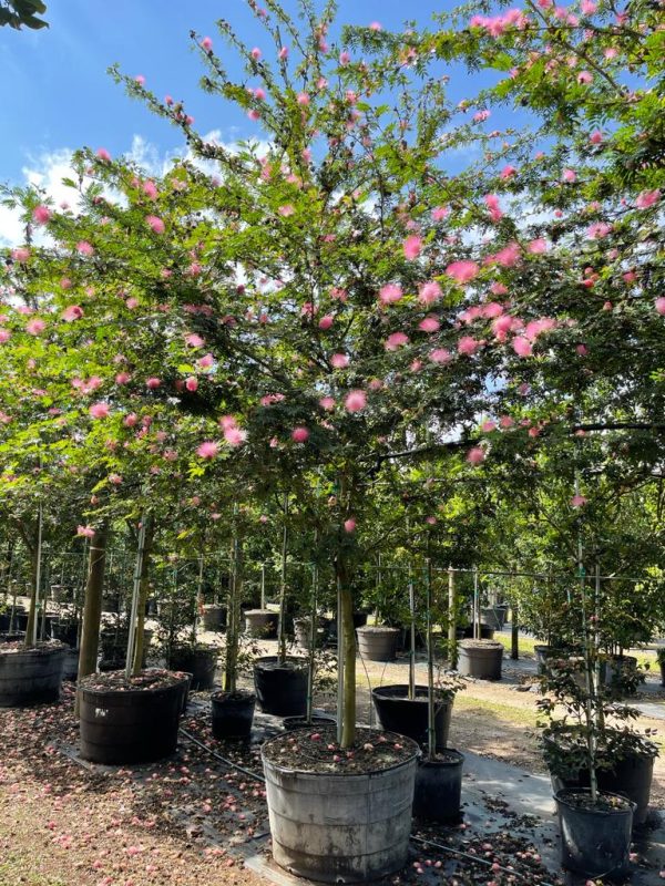 Powder Puff Tree - Calliandra Surinamensis for Sale Florida | TreeWorld ...