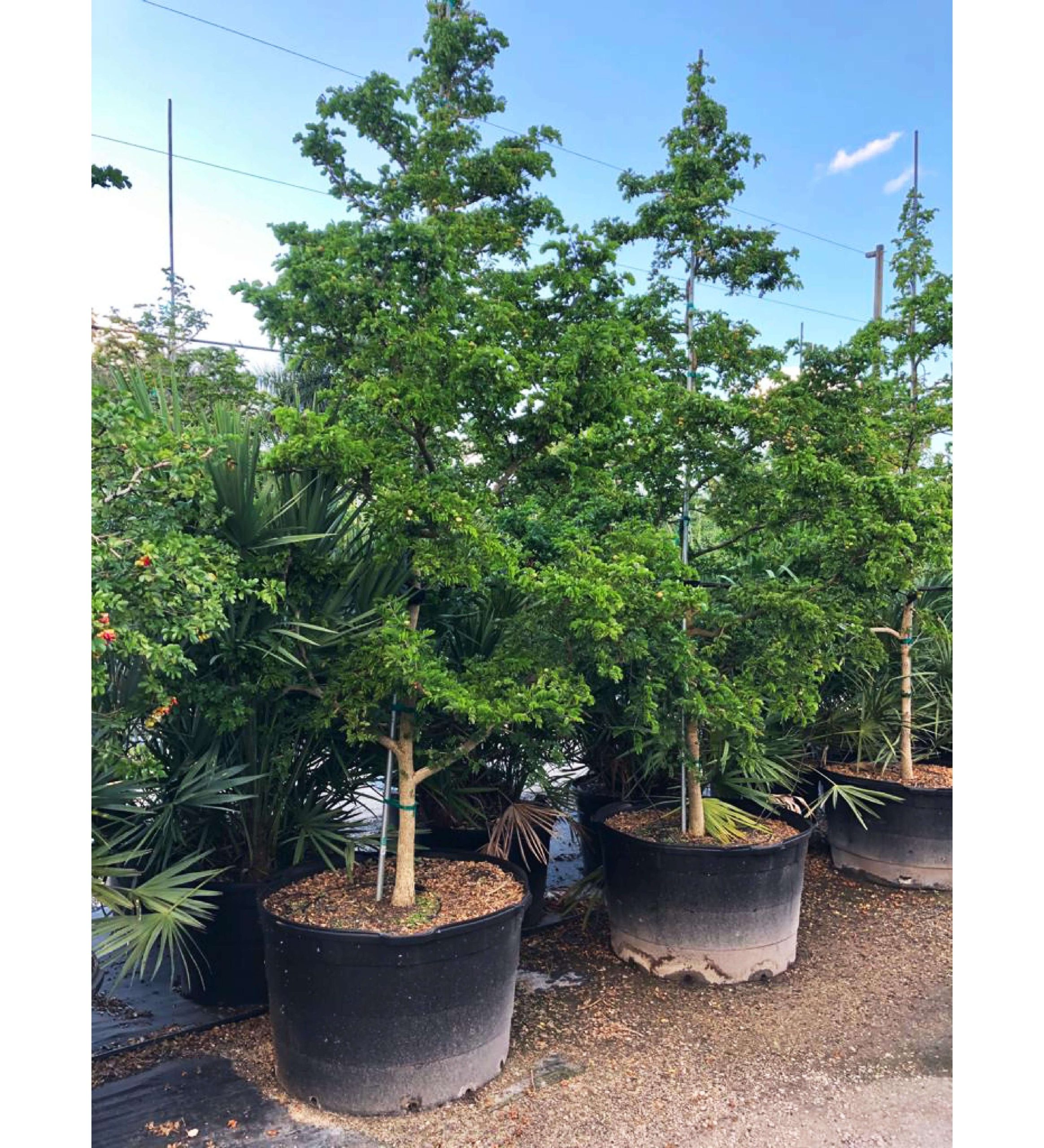 Florida Lignum Vitae Tree (Guaiacum Sanctum) for Sale | TreeWorld Wholesale