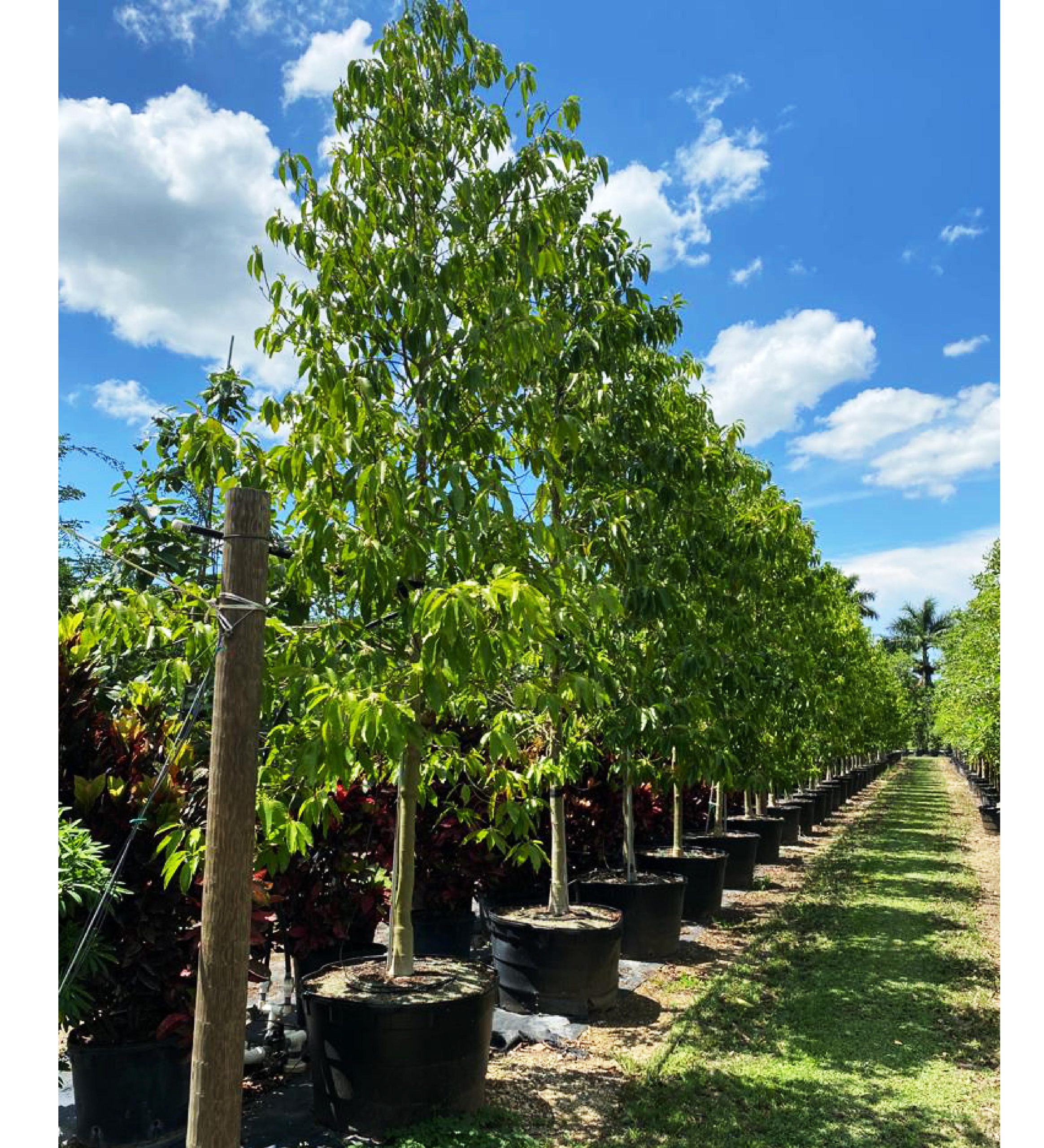 White Champaca Tree - Michelia x Alba Tree for Sale Florida | Treeworld ...