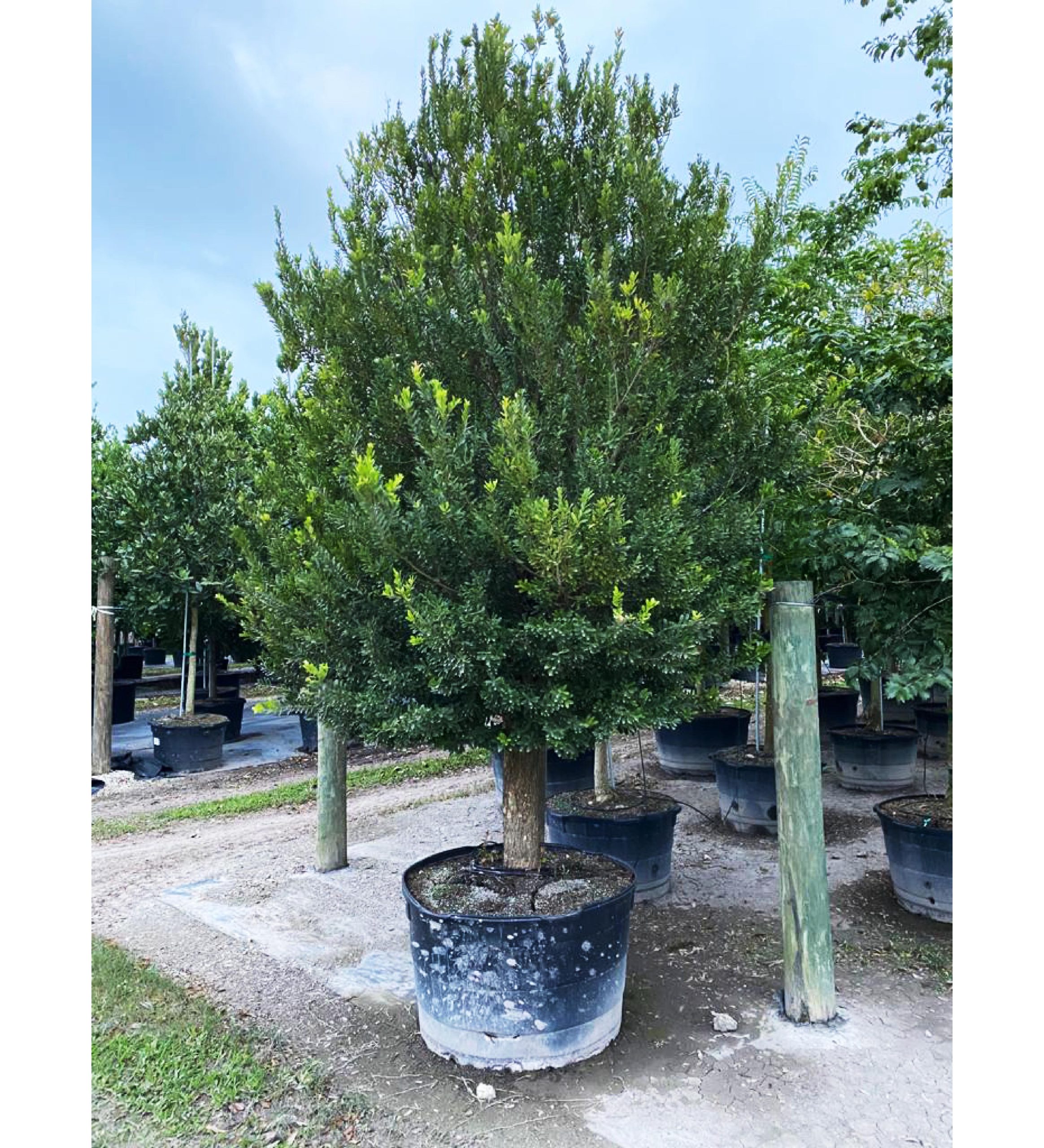 Spanish Stopper Tree - Eugenia Foetida for Sale Florida | TreeWorld ...