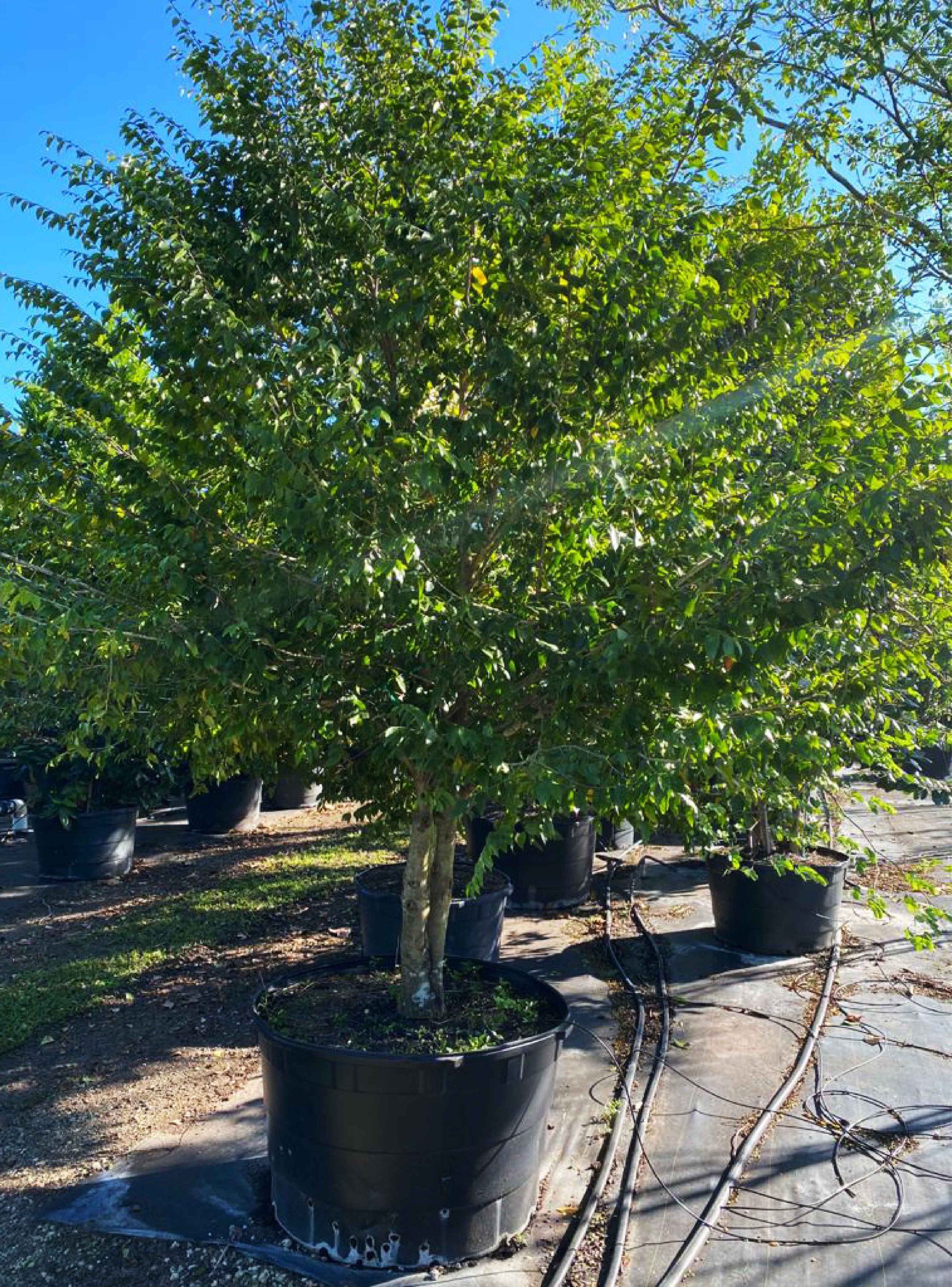 Calyptranthes Pallens Spicewood Tree For Sale | Treeworld Wholesale