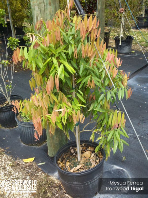 Mesua Ferrea Plant For Sale: Ironwood Tree To Buy | Treeworld Wholesale