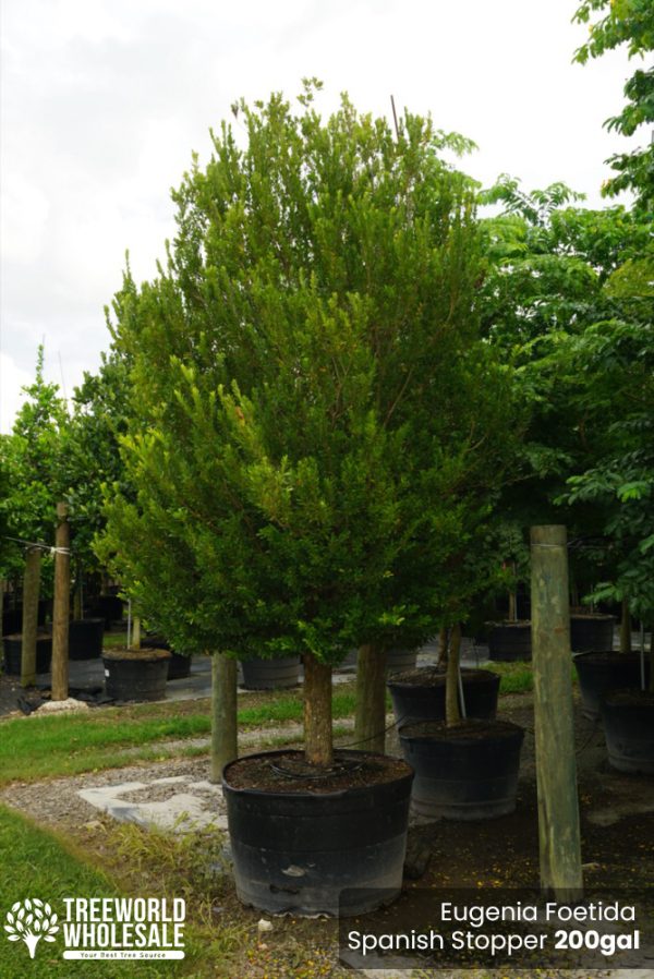 Spanish Stopper Tree - Eugenia Foetida for Sale Florida | TreeWorld ...