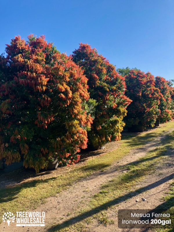 Mesua Ferrea Plant For Sale: Ironwood Tree To Buy | Treeworld Wholesale