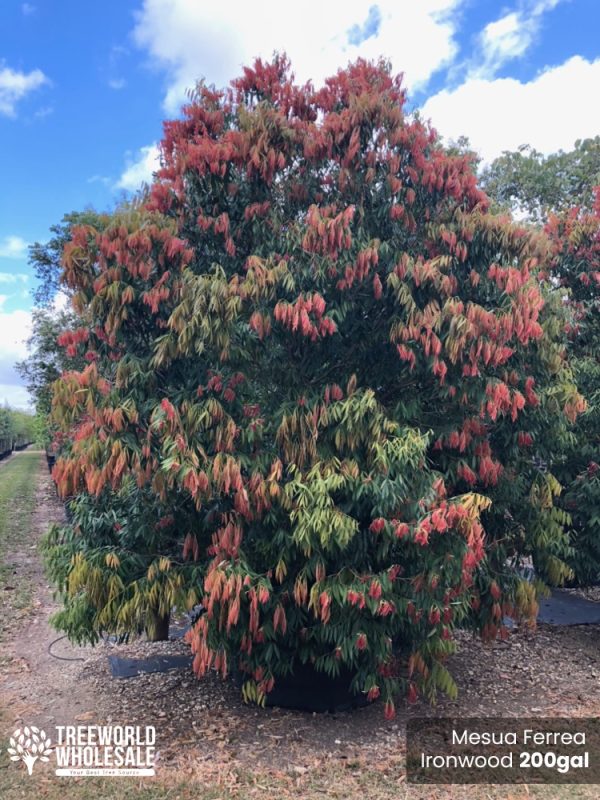 Mesua Ferrea Plant For Sale: Ironwood Tree To Buy | Treeworld Wholesale