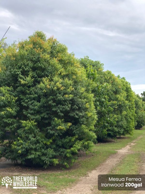 Mesua Ferrea Plant For Sale: Ironwood Tree To Buy | Treeworld Wholesale