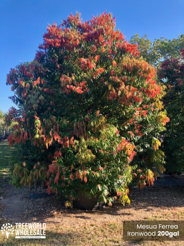 Mesua Ferrea Plant For Sale: Ironwood Tree To Buy | Treeworld Wholesale