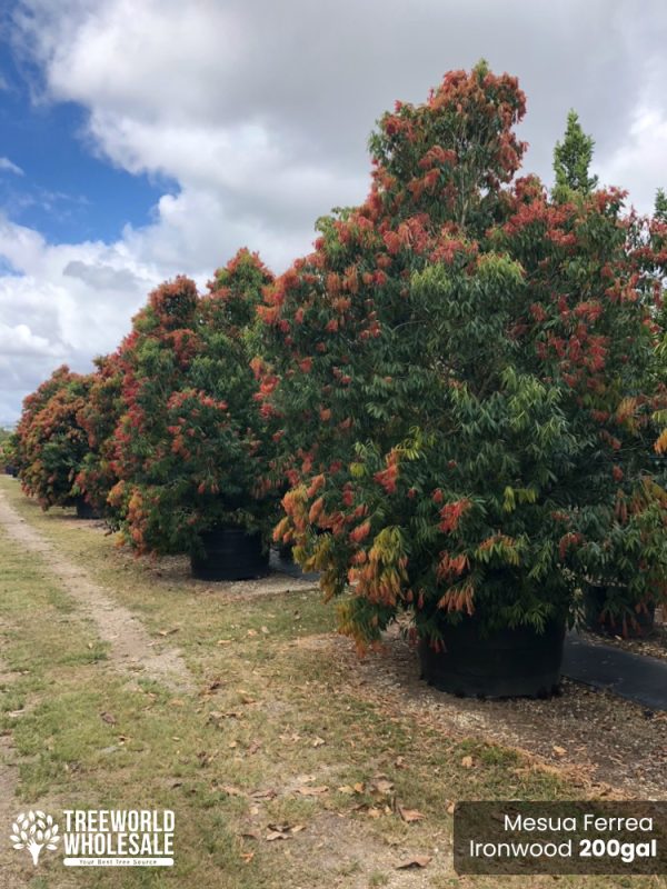 Mesua Ferrea Plant For Sale: Ironwood Tree To Buy | Treeworld Wholesale
