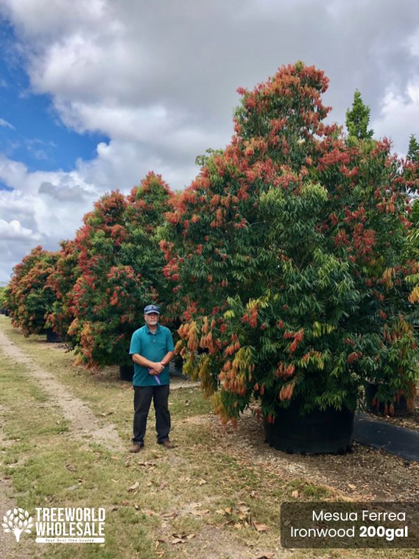 Mesua Ferrea Plant For Sale: Ironwood Tree To Buy | Treeworld Wholesale
