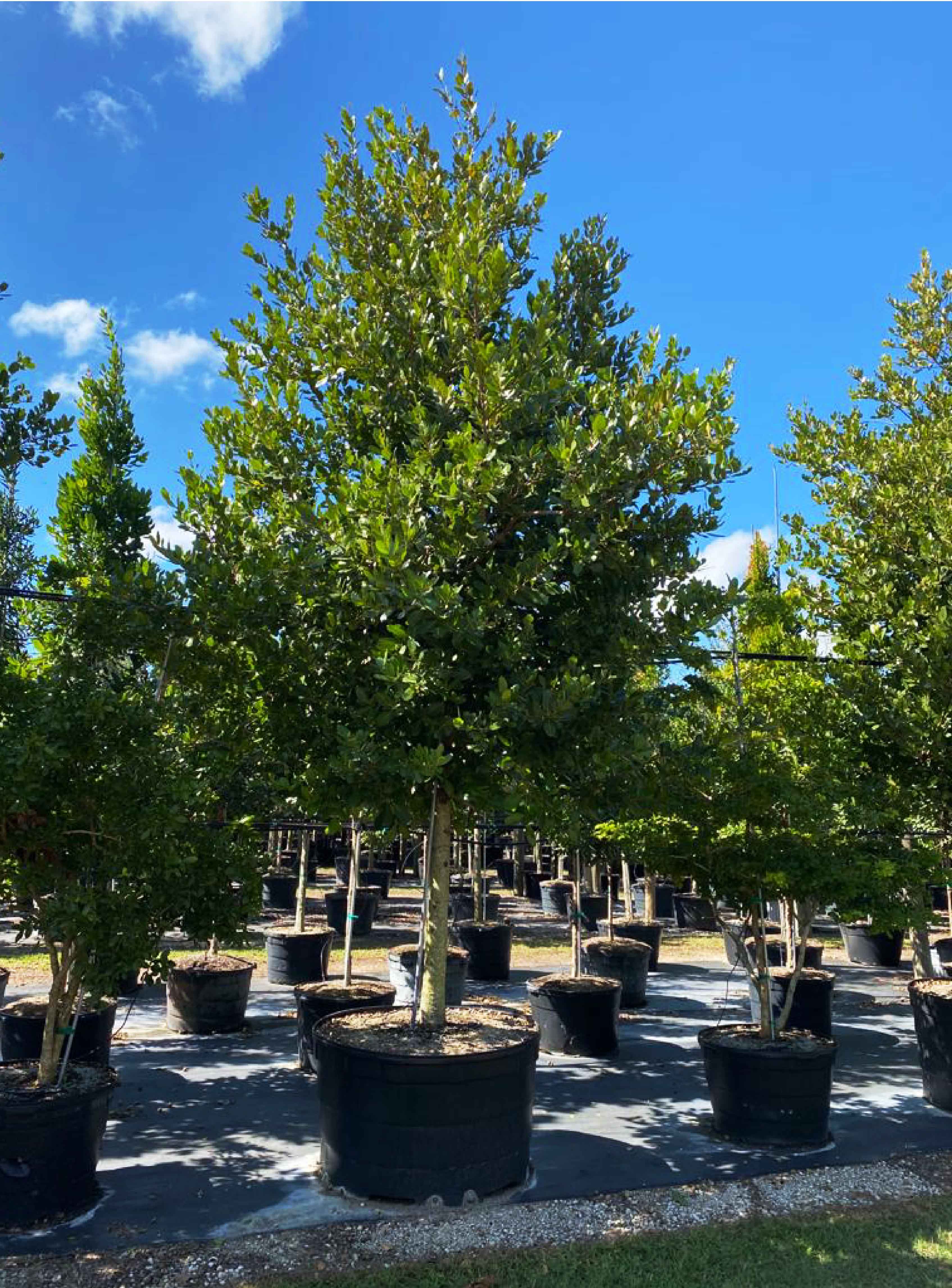 Calophyllum Brasiliensis (Brazil Beautyleaf) - Treeworld Wholesale