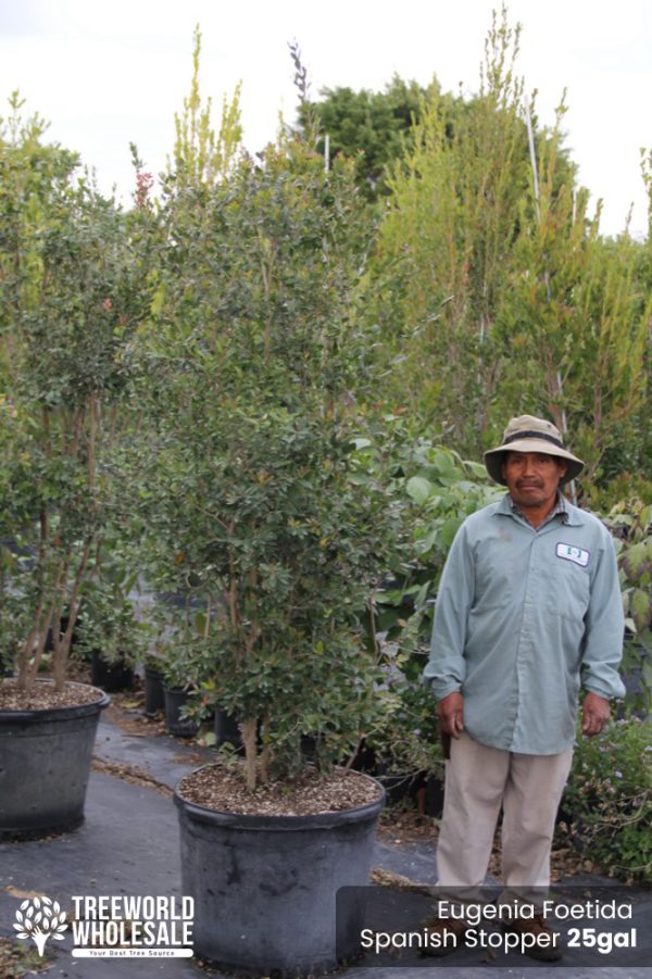 Spanish Stopper Tree - Eugenia Foetida for Sale Florida | TreeWorld ...