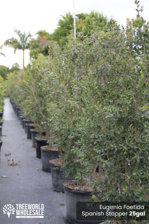 Spanish Stopper Tree - Eugenia Foetida for Sale Florida | TreeWorld ...