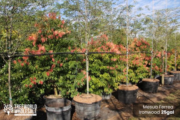 Mesua Ferrea Plant For Sale: Ironwood Tree To Buy | Treeworld Wholesale
