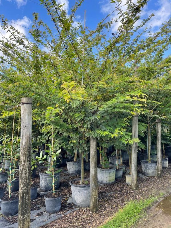 Powder Puff Tree - Calliandra Surinamensis for Sale Florida | TreeWorld ...