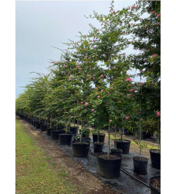 Powder Puff Tree - Calliandra Surinamensis for Sale Florida | TreeWorld ...