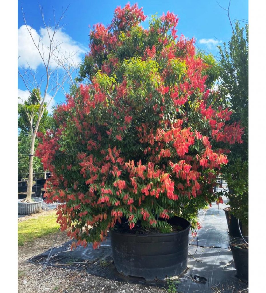 Mesua Ferrea Plant For Sale: Ironwood Tree To Buy | Treeworld Wholesale