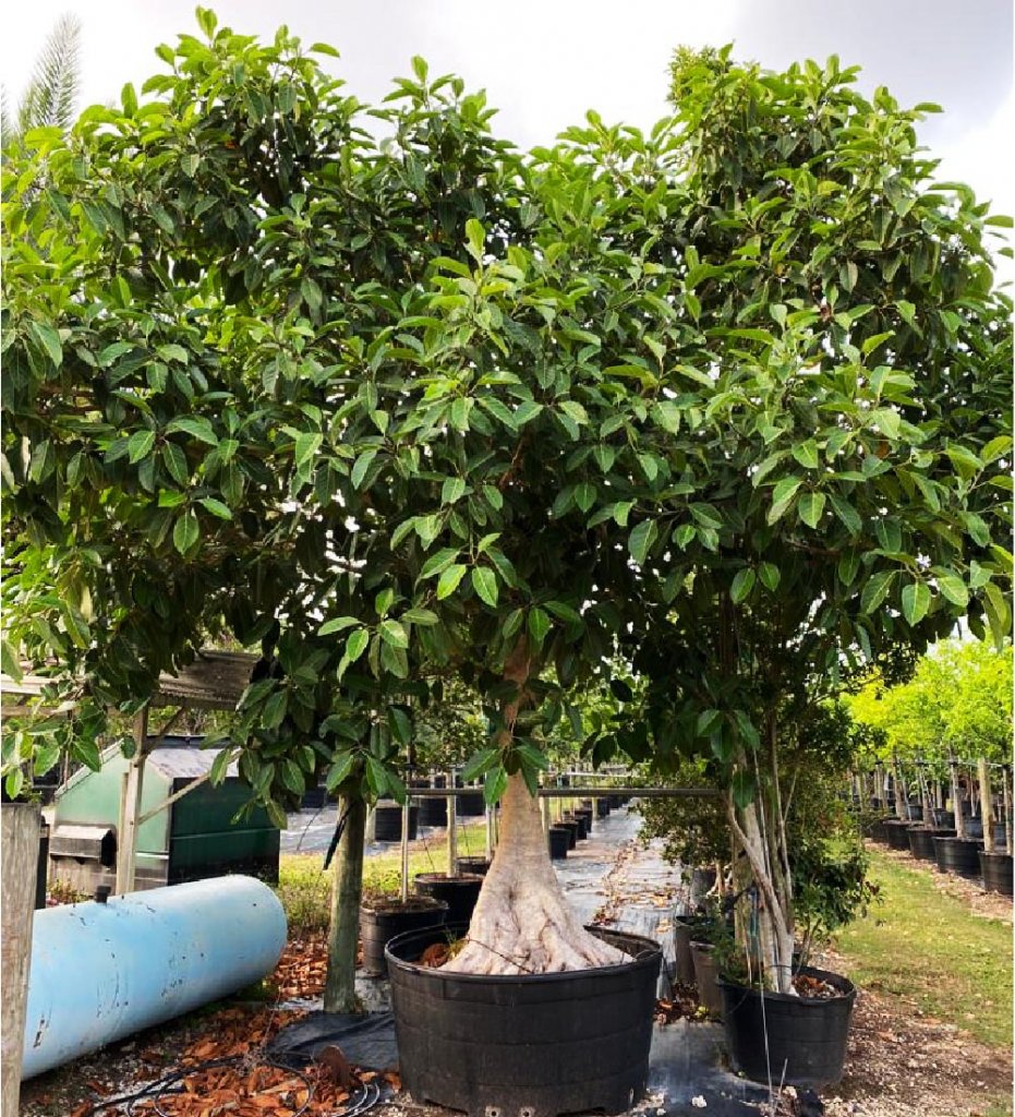 Strangler Fig Tree - Ficus Aurea for Sale in Florida | Treeworld Wholesale