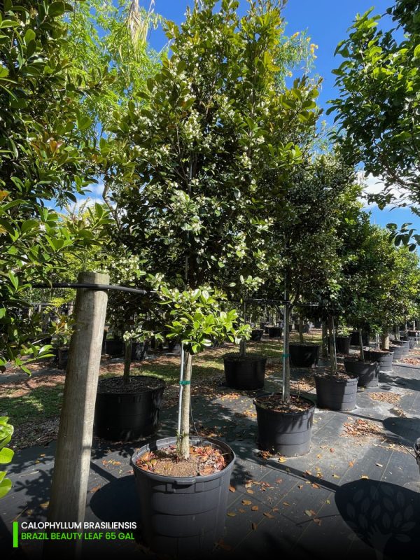 Brazilian Beauty Leaf Tree - Calophyllum Brasiliensis for sale Florida ...