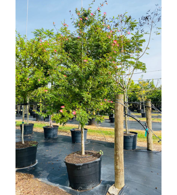 Powder Puff Tree - Calliandra Surinamensis for Sale Florida | TreeWorld ...