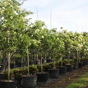Lagerstroemia Indica For Sale: Natchez White Tree | Treeworld Wholesale