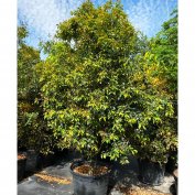 Spanish Stopper Tree - Eugenia Foetida for Sale Florida | TreeWorld ...