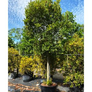 Spanish Stopper Tree - Eugenia Foetida for Sale Florida | TreeWorld ...