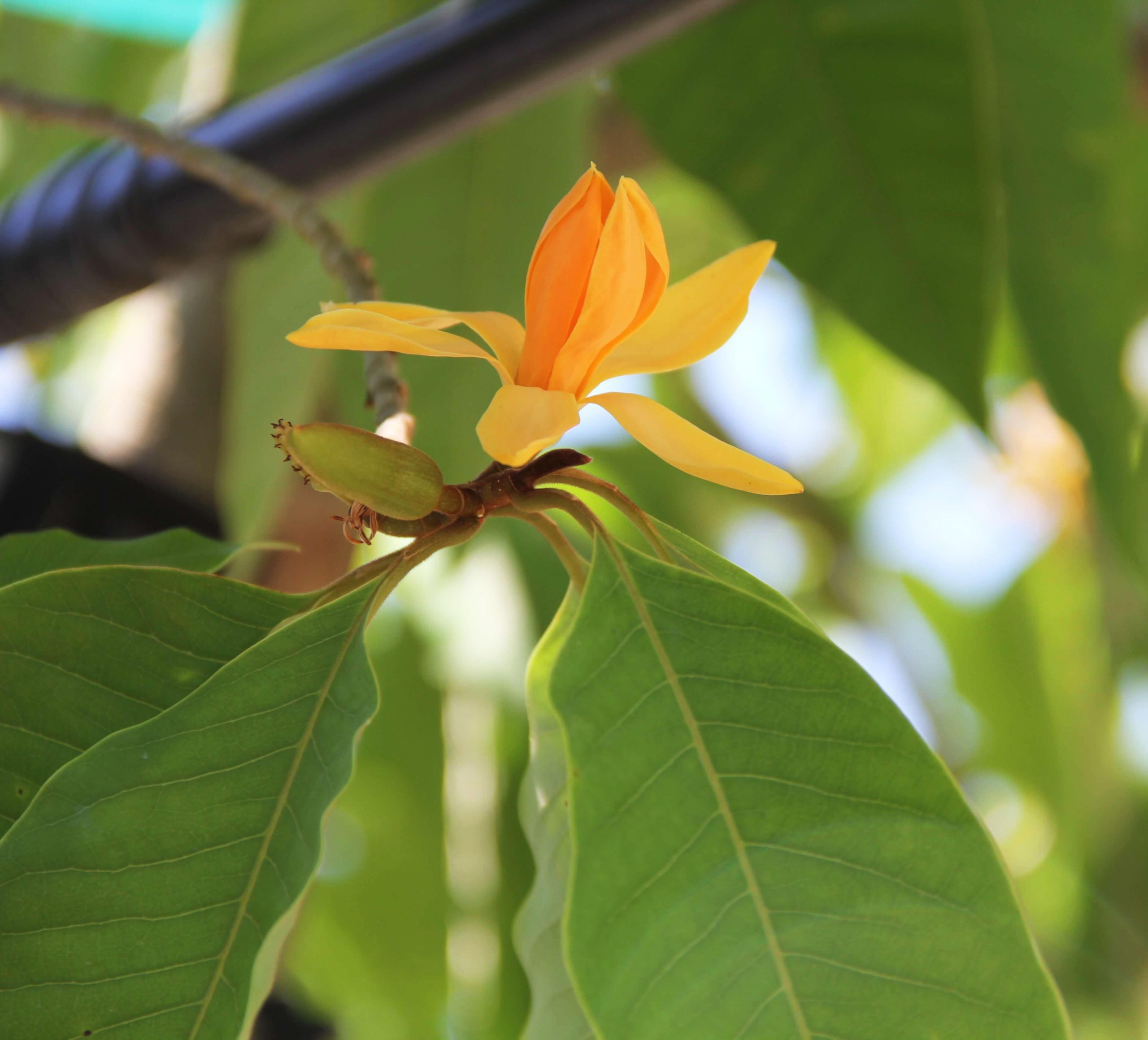 Michelia Champaca Tree - Orange Champaca for Sale Florida | Treeworld ...