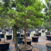 Fragea Fragrans | Treeworld Wholesale