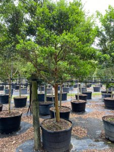 Eugenia Tree Species, Varieties, and Types | Treeworld Wholesale