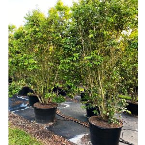 White Stopper Tree - Eugenia Axillaris for Sale Florida | Treeworld ...
