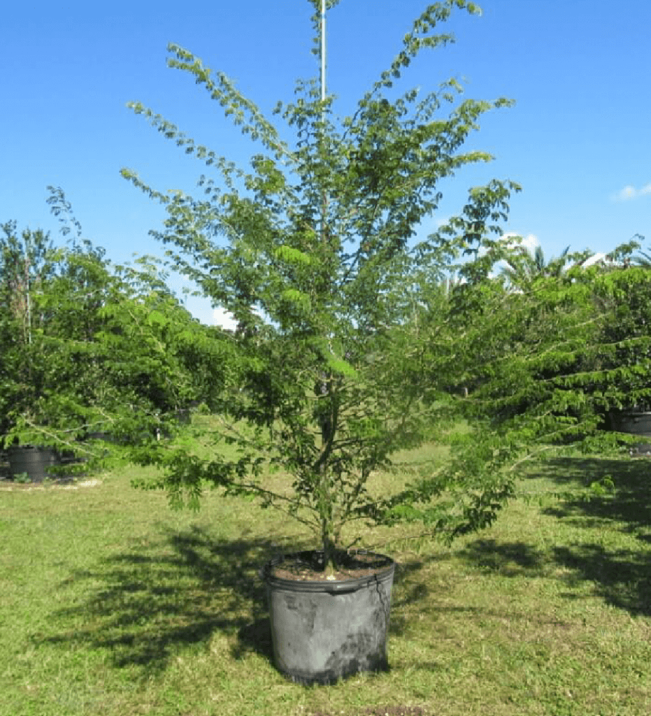 Acacia Tortuosa. Poponax Tree for Sale in Florida | Treeworld Wholesale