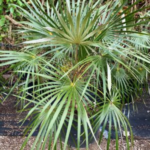Key Thatch Palm Tree - Leucothrinax Morrisii for Sale Florida ...