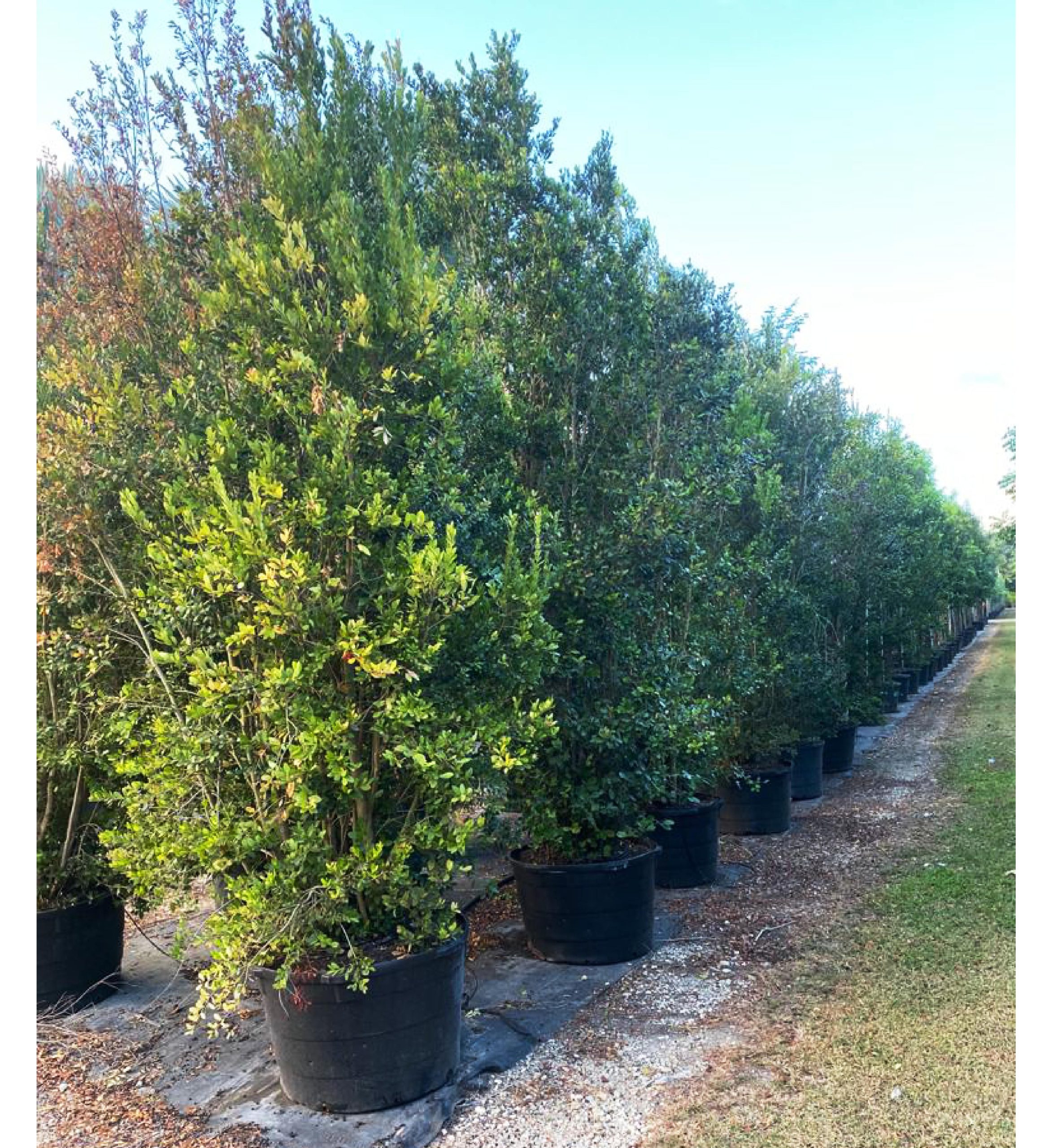 Spanish Stopper Tree - Eugenia Foetida for Sale Florida | TreeWorld ...