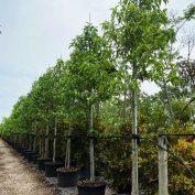 White Champaca Tree - Michelia x Alba Tree for Sale Florida | Treeworld ...
