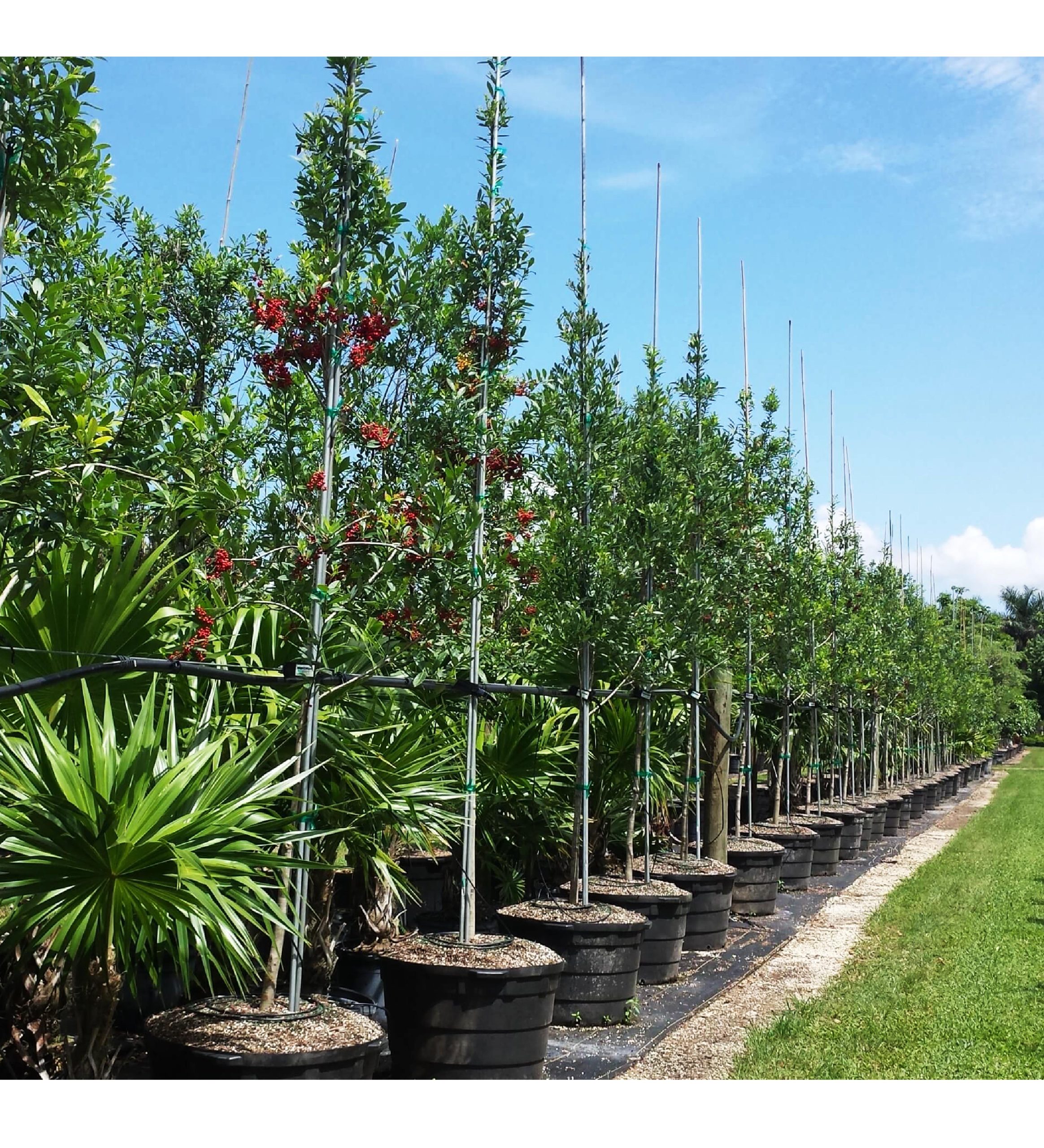 Ilex Cassine Dahoon Holly Tree For Sale | Treeworld Wholesale